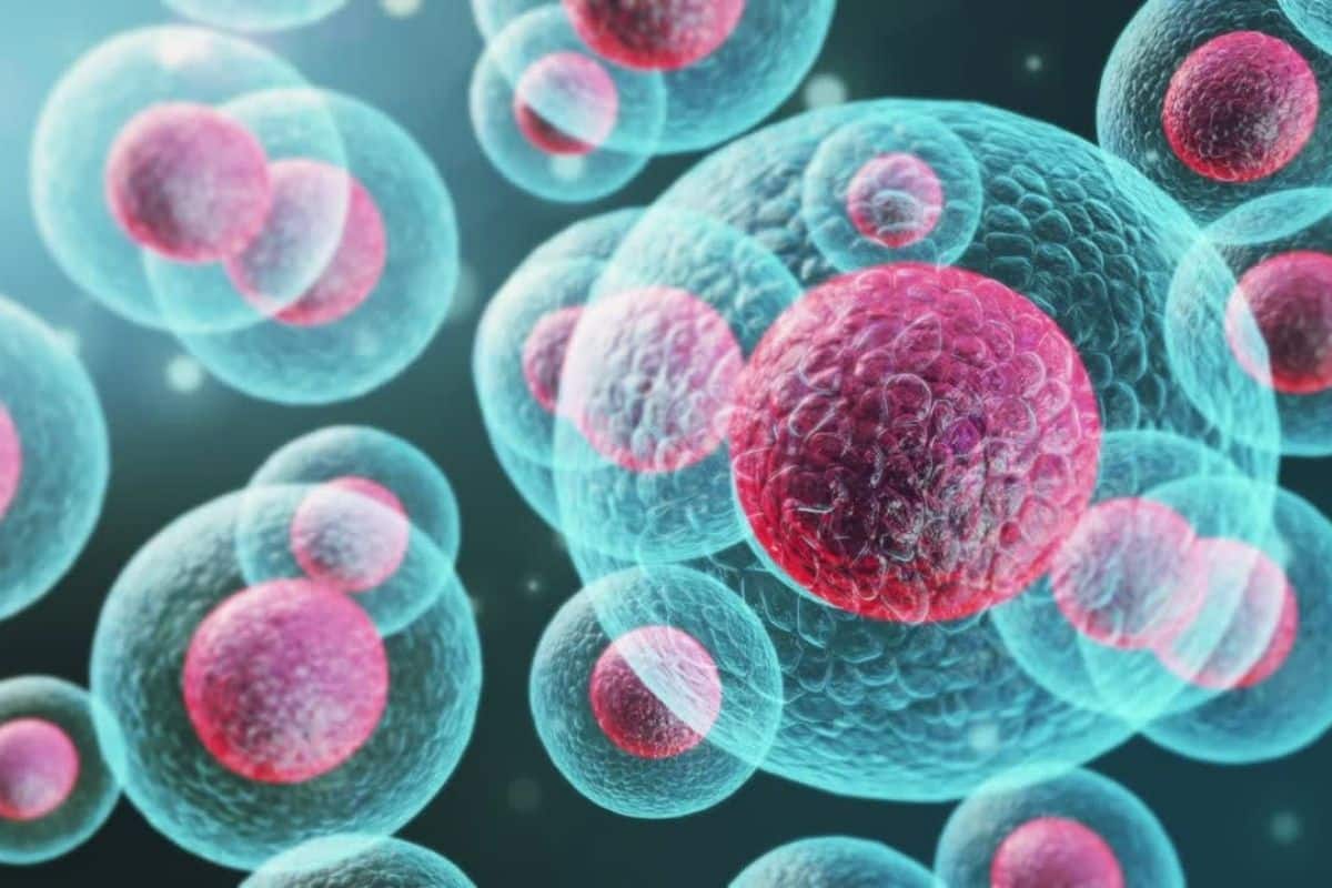 การรักษา ED ด้วยสเต็มเซลล์ (Stem Cell): วิธีการและข้อเท็จจริง